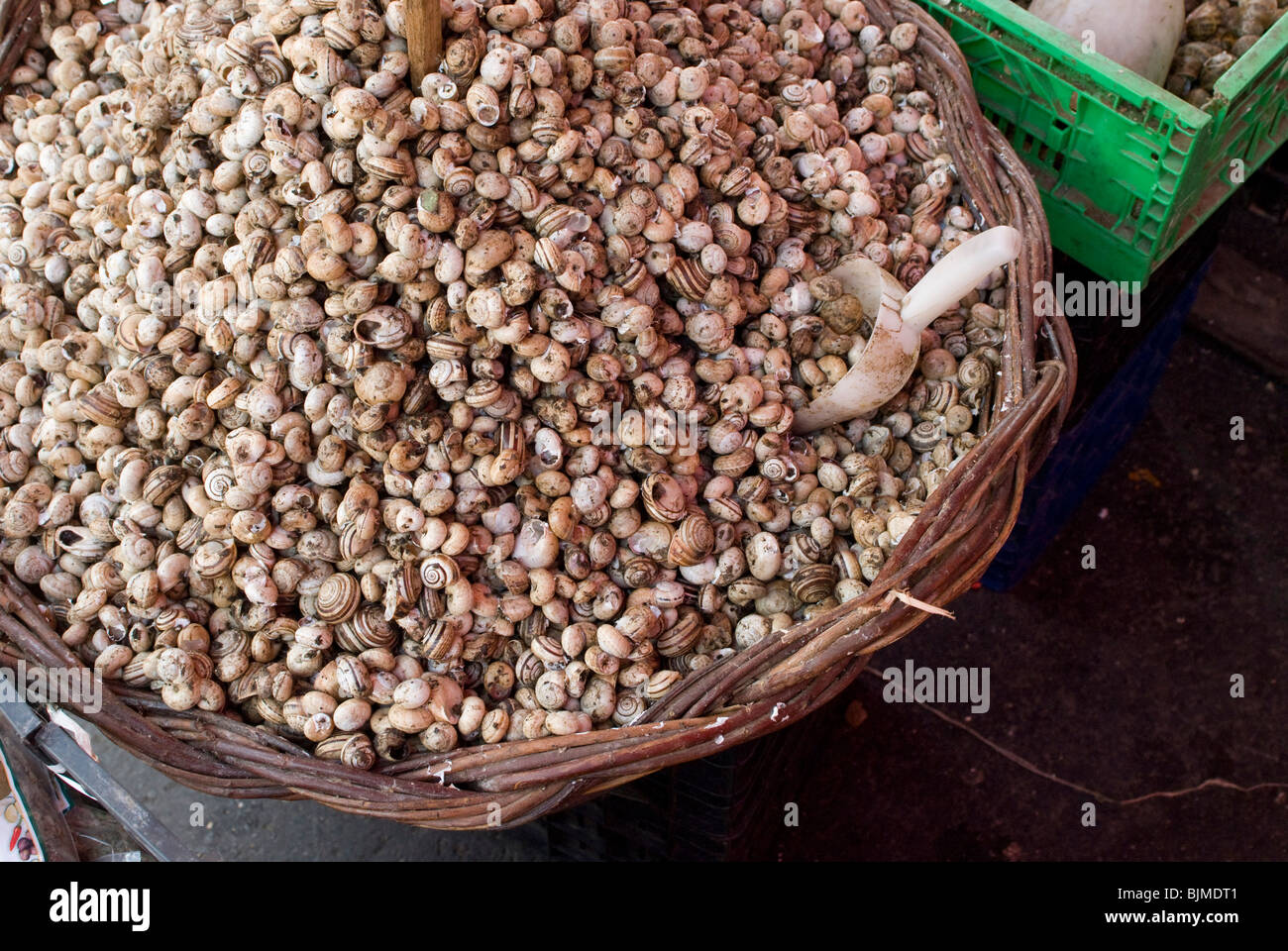 Snails italy hi-res stock photography and images - Alamy