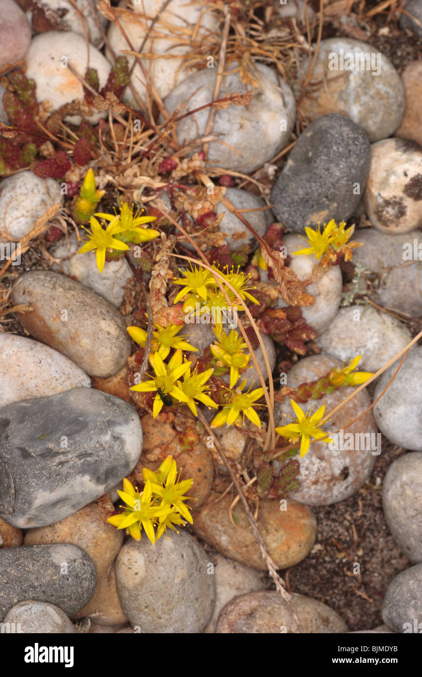 Biting stonecrop. Sedum acre, growing on shingle, Chesil beach, Dorset ...
