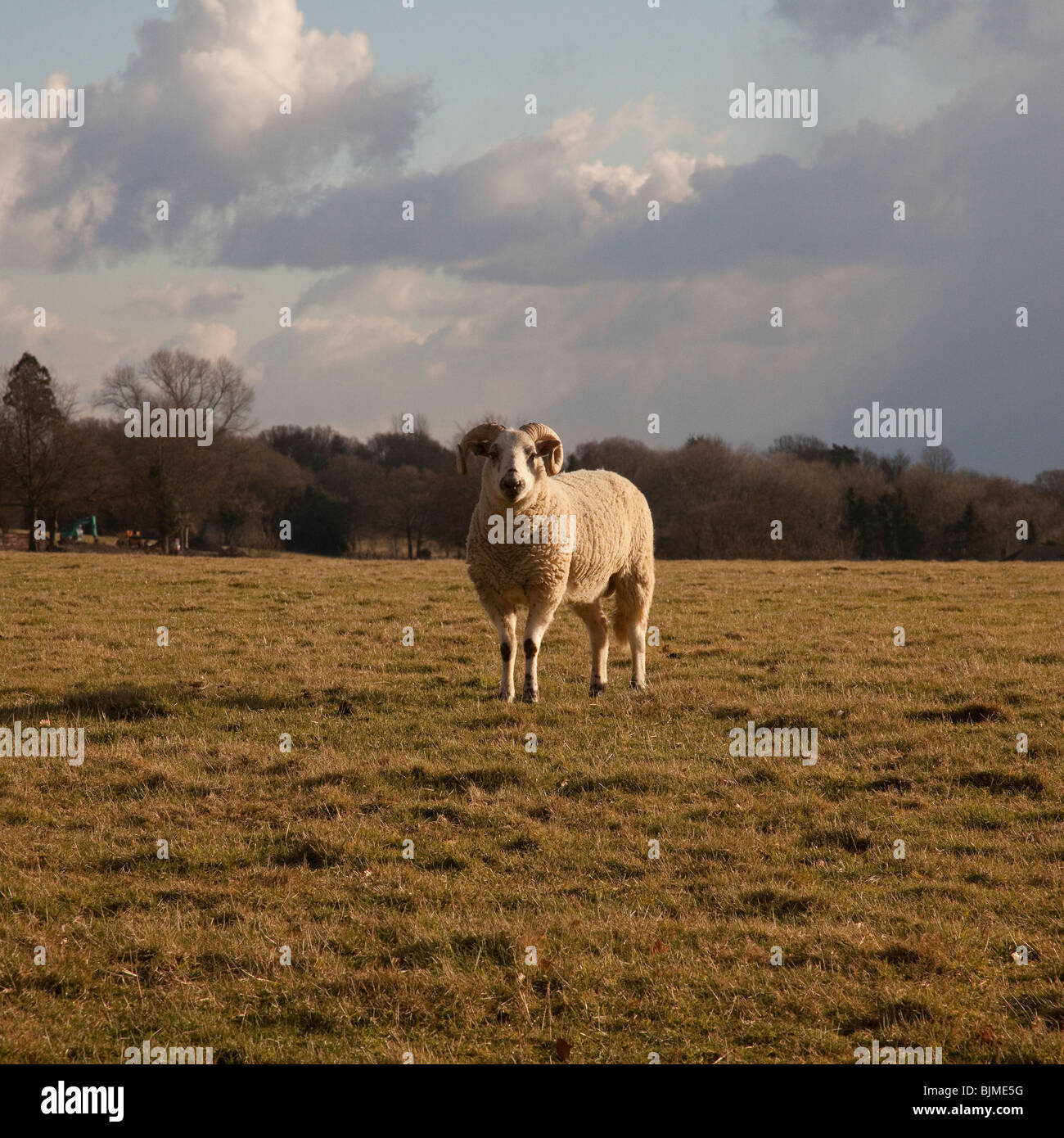 Ram Stock Photos & Ram Stock Images - Alamy