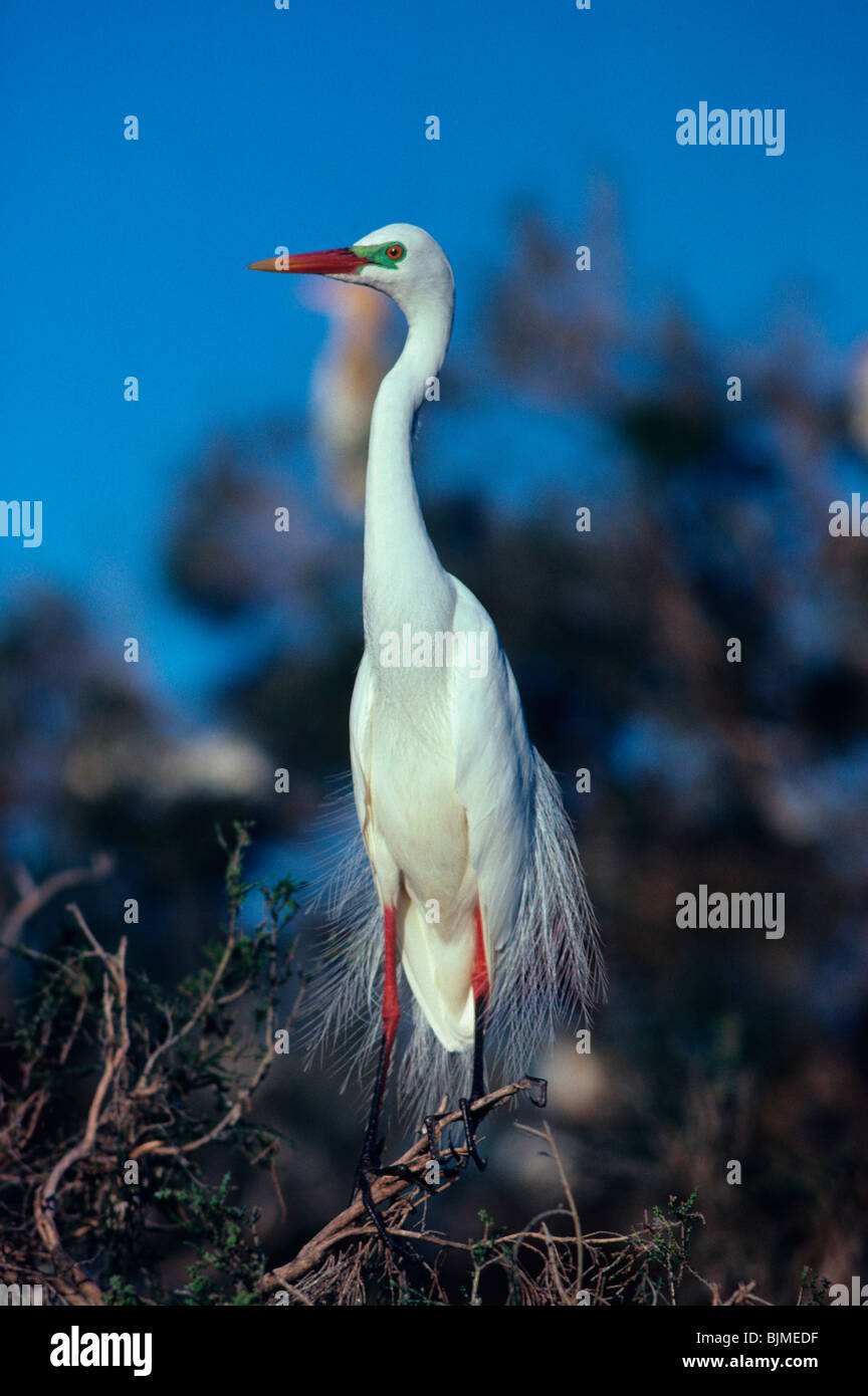Plumed birds hi-res stock photography and images - Alamy