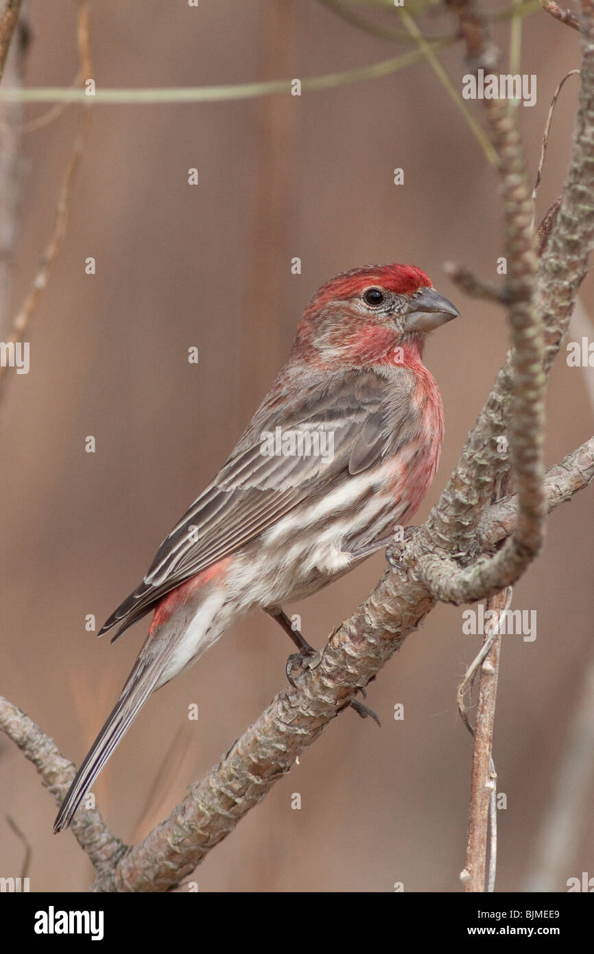 Purple finch hi-res stock photography and images - Alamy