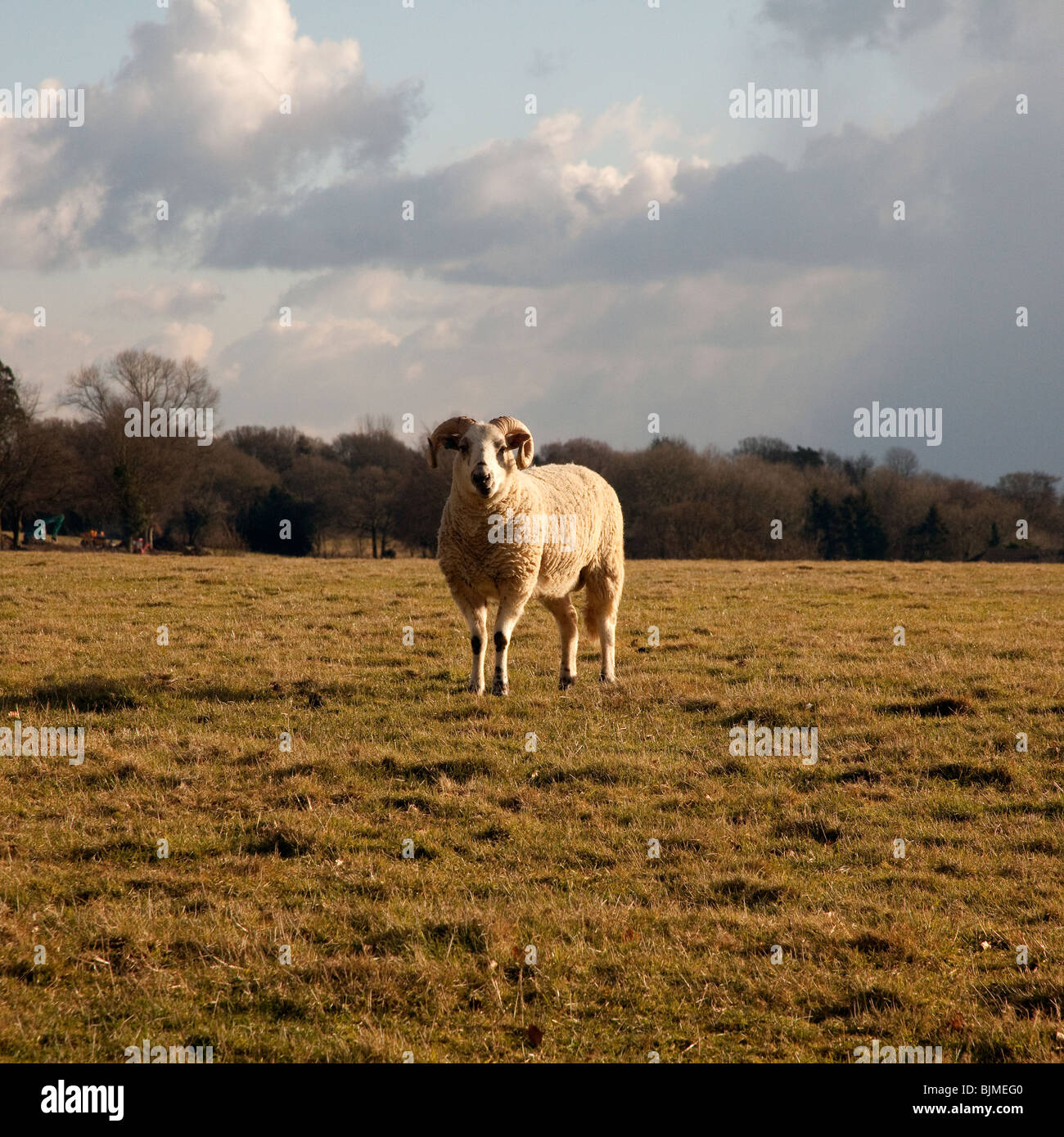 A male ram sheep, Hampshire, England Stock Photo - Alamy