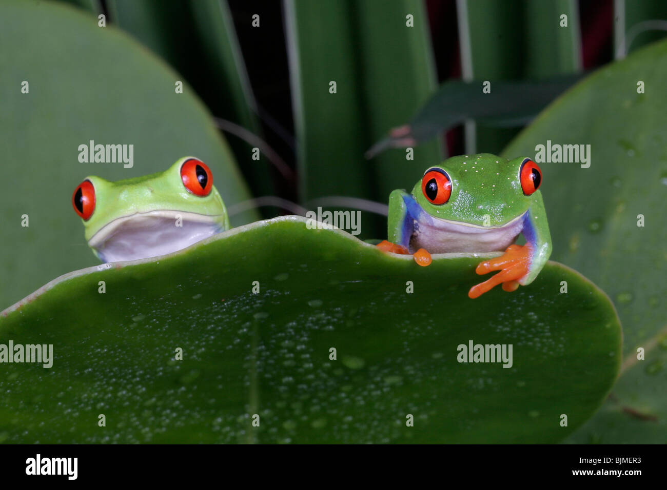 Cute red eyed frog hi-res stock photography and images - Alamy