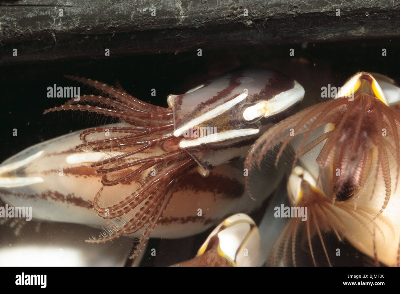 Goose barnacles hi-res stock photography and images - Alamy