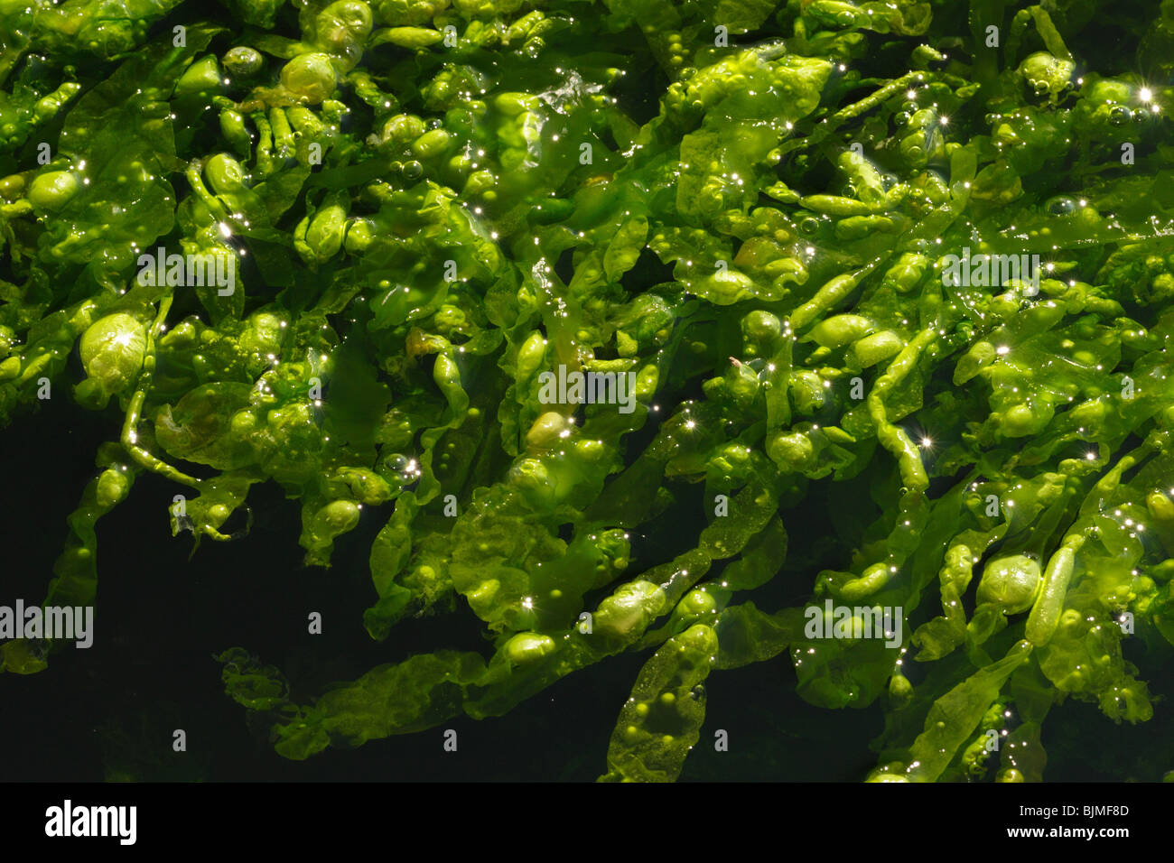 Gutweed. Entermorpha intestinalis.Growing on rocks. Osmington mills ...