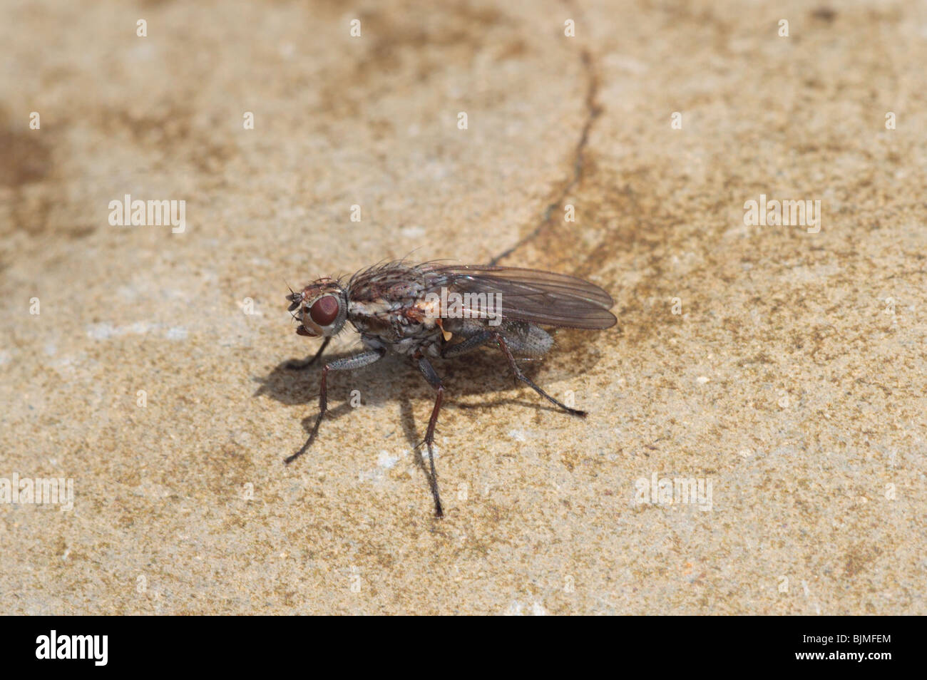 Kelpseaweed fly. Fucellia maritima. On boulder, Kimmeridge bay,Dorset ...