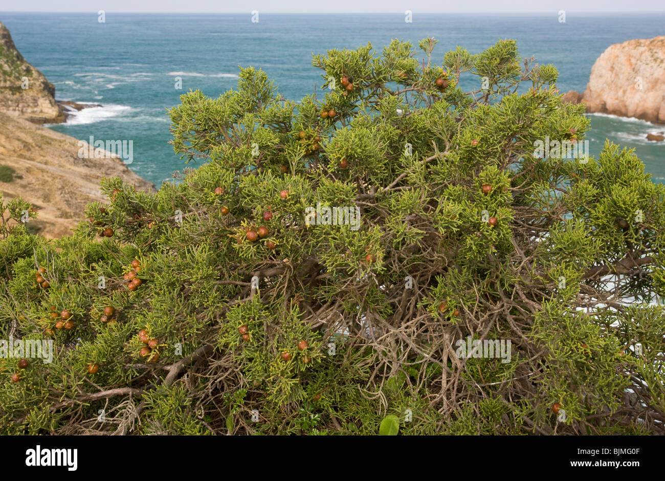 Phoenicean juniper Juniperus phoenicea with berries, at Cape St ...