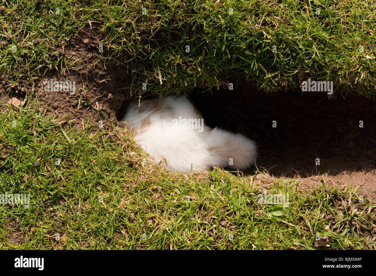 Rabbits tail disappearing down rabbit hole Stock Photo - Alamy Rabbits tail disappearing down rabbit hole Stock Photo - Alamy