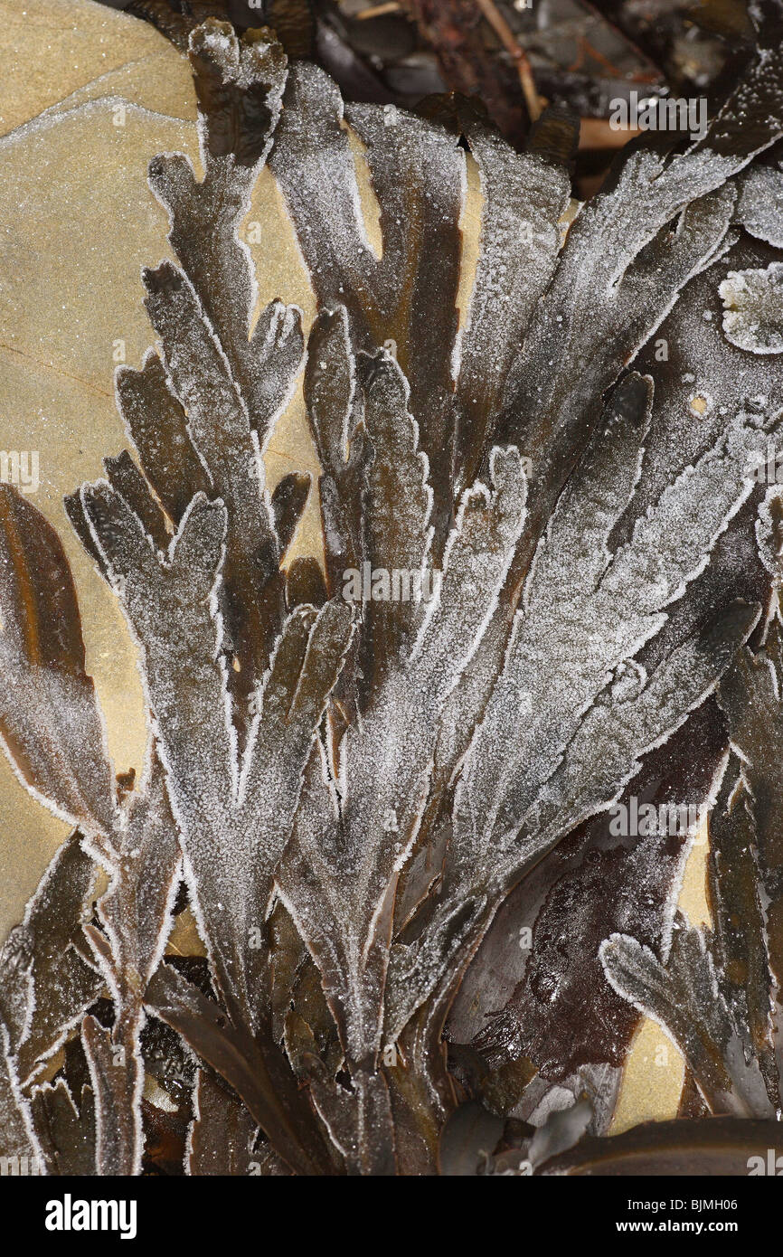 Saw wrack hi-res stock photography and images - Alamy