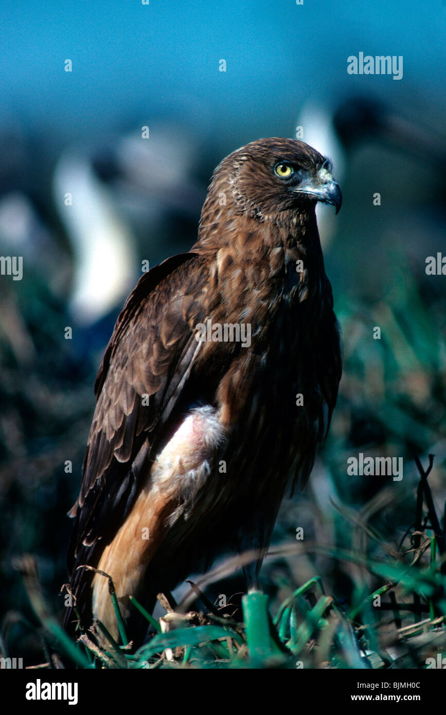 Swamp Harrier (Circus approximans) on grass, injured leg, Australia ...