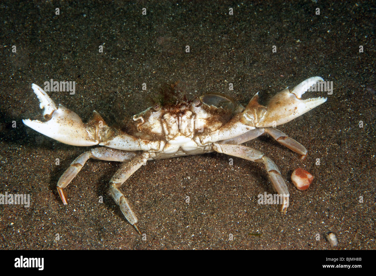 Harbour crab hi-res stock photography and images - Alamy