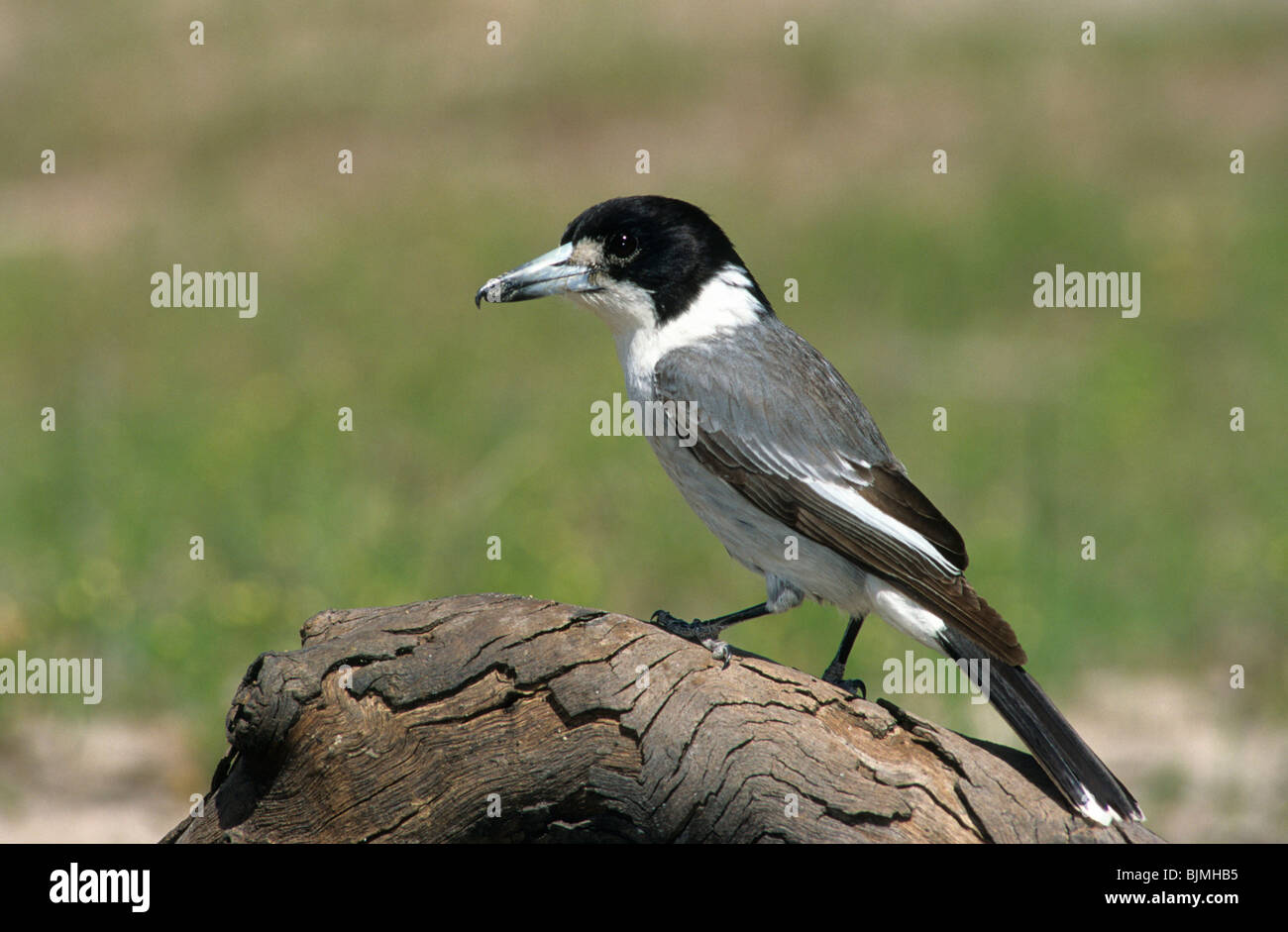 Grey butcherbird photo hi-res stock photography and images - Alamy