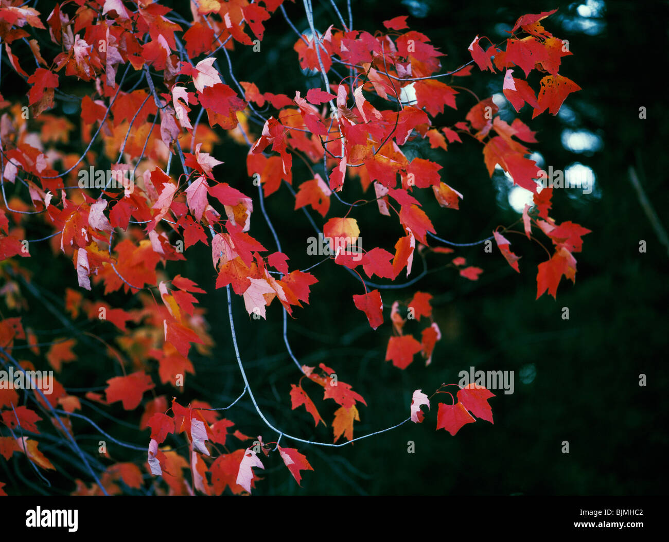 Graceful branches of the Red Maple (Acer rubum) with leaves in red ...