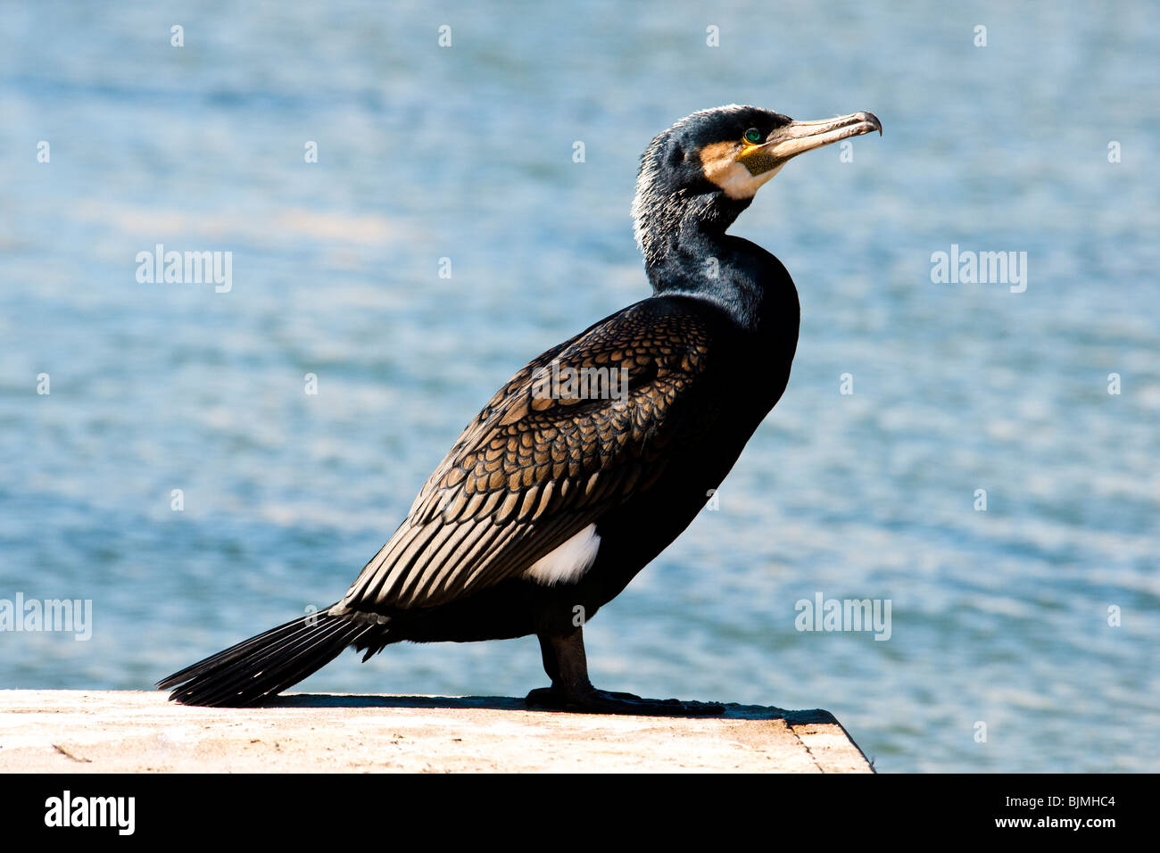 A Great Cormorant in breeding plumage perched on the edge of Bristol ...