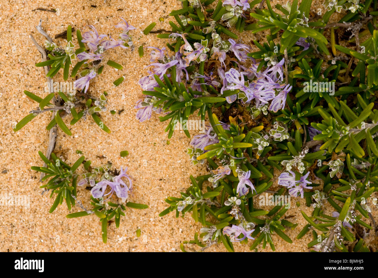 Wild Rosemary (Rosmarinus officinalis) in flower, spring; Algarve ...
