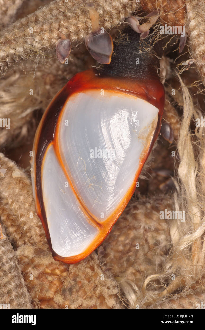 Goose barnacle lepas hillii hi-res stock photography and images - Alamy