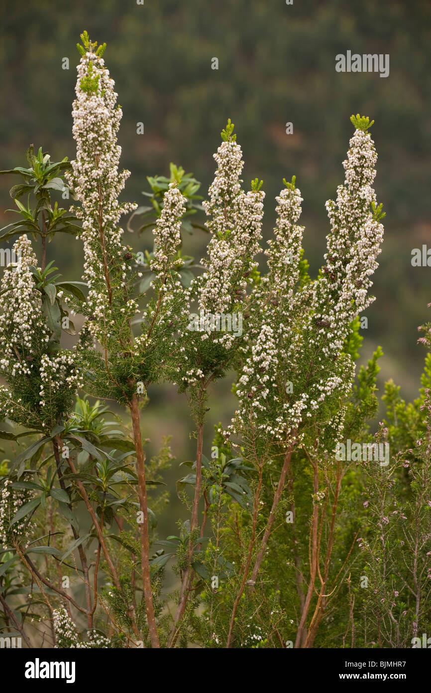 Portuguese Heath Erica lusitanica, Algarve, Portugal Stock Photo - Alamy