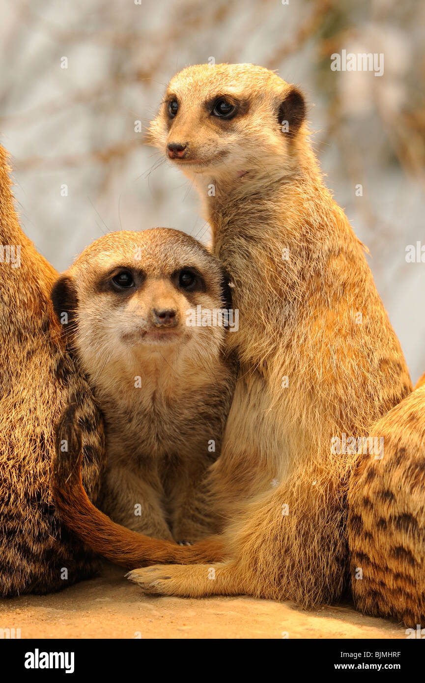 Nahaufnahme suricata hi-res stock photography and images - Alamy
