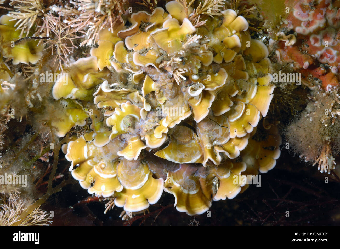 Corallina officinalis hi-res stock photography and images - Alamy