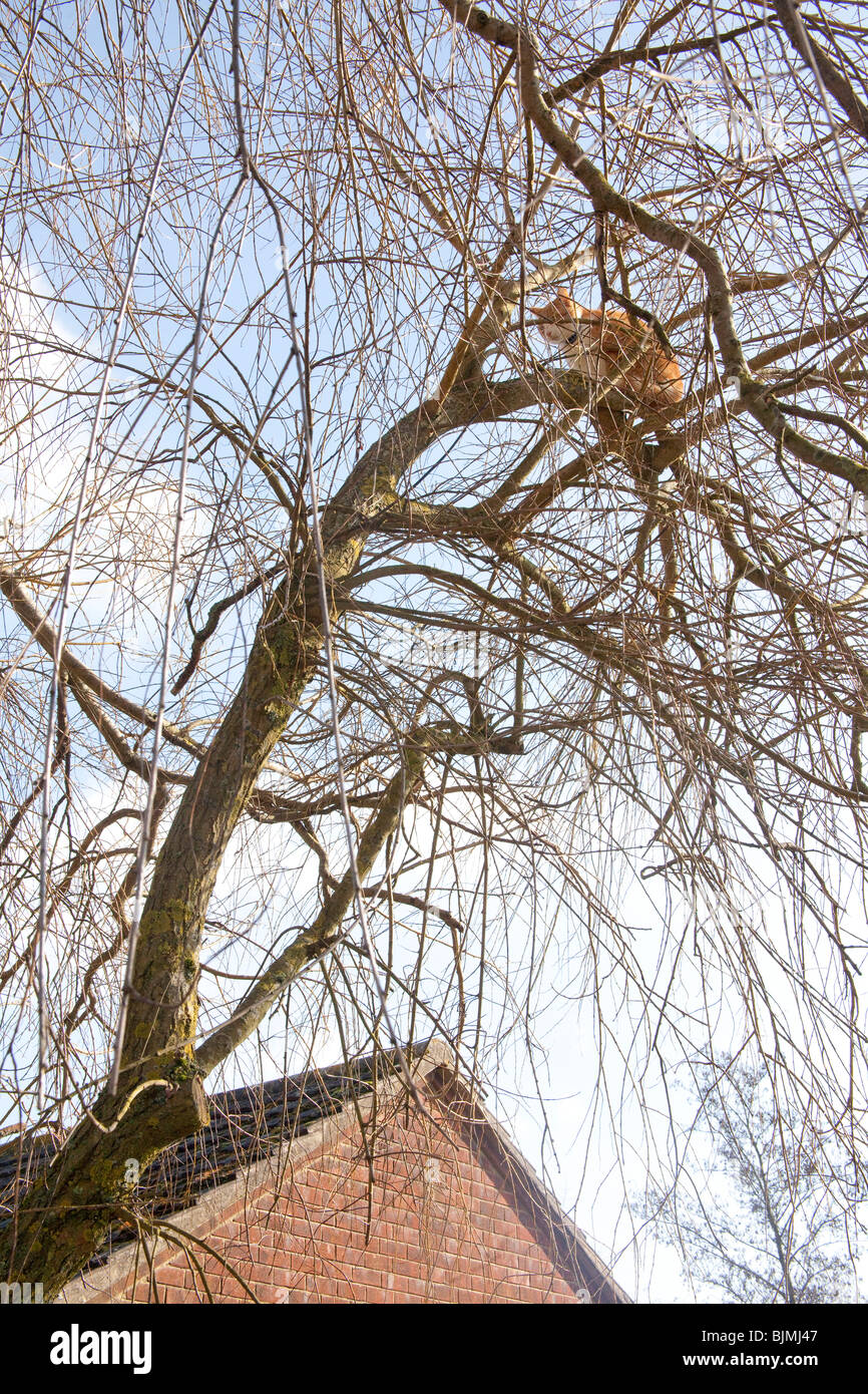 Tree climbing birds hi-res stock photography and images - Alamy