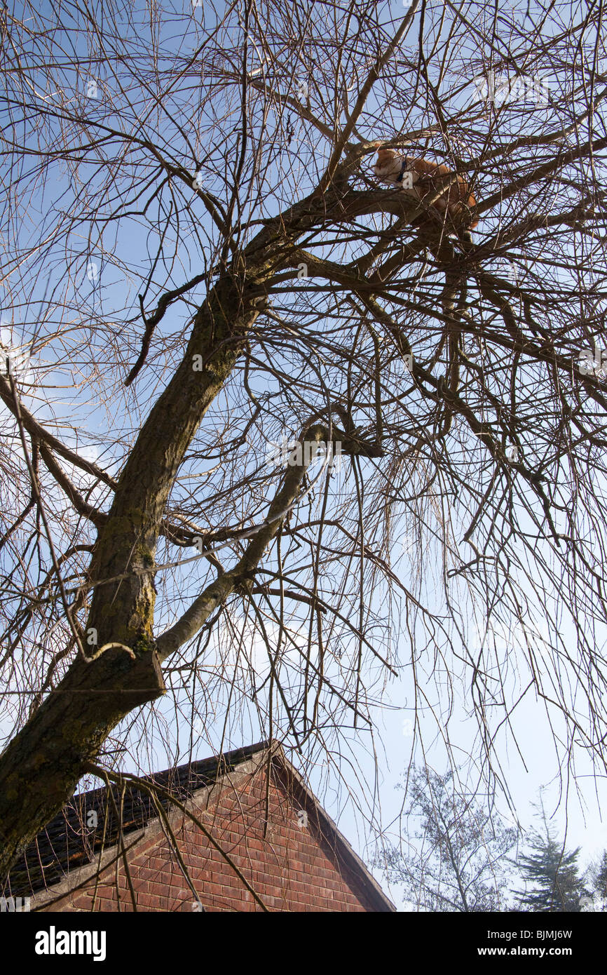 Tree climbing birds hi-res stock photography and images - Alamy