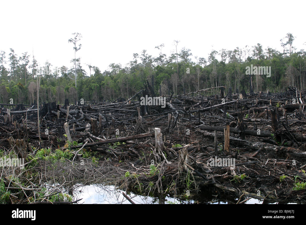 Illegal Logging High Resolution Stock Photography and Images - Alamy