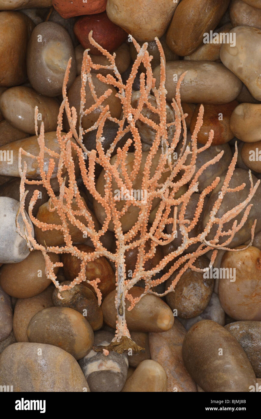 Eunicella verrucosa dorset hi-res stock photography and images - Alamy