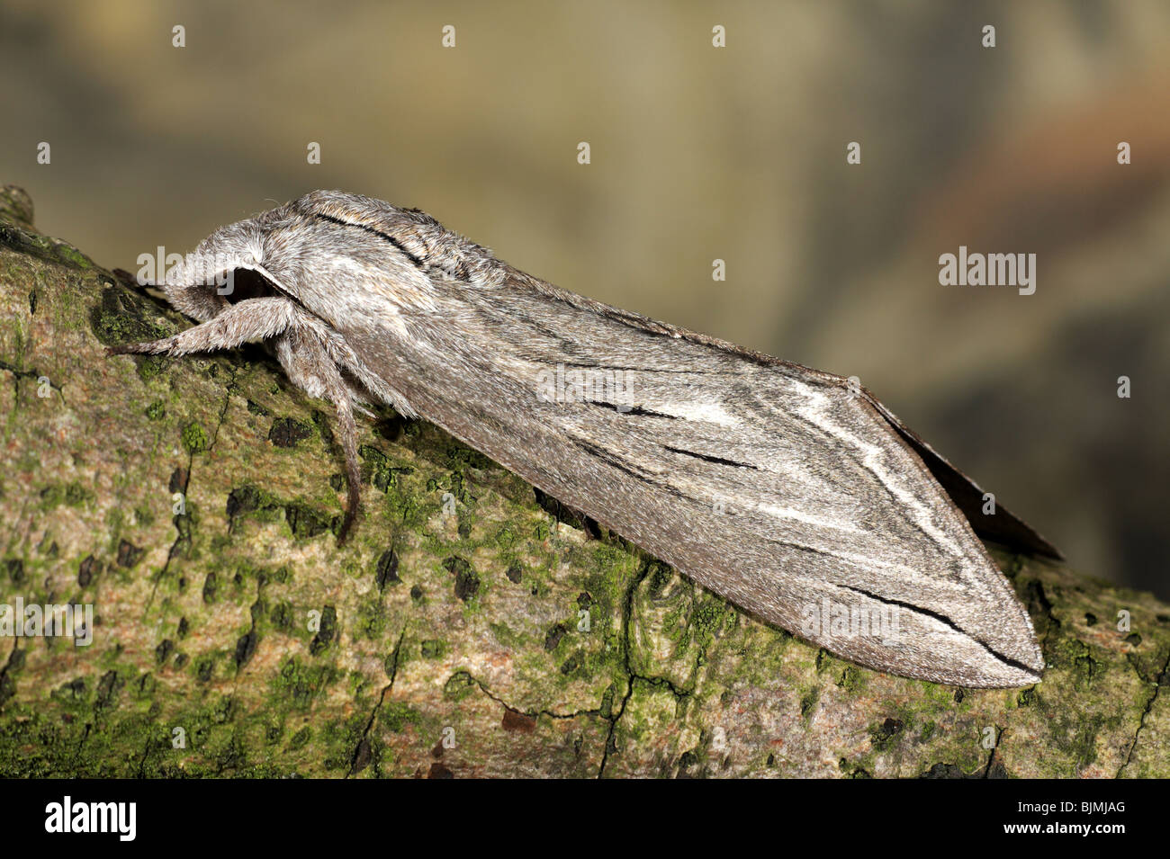 Chersis hi-res stock photography and images - Alamy