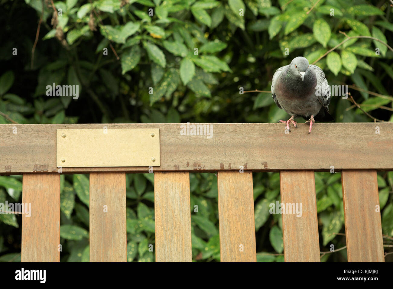 Dove sitting on a park bench. Shallow D.O.F. Copy space Stock Photo - Alamy