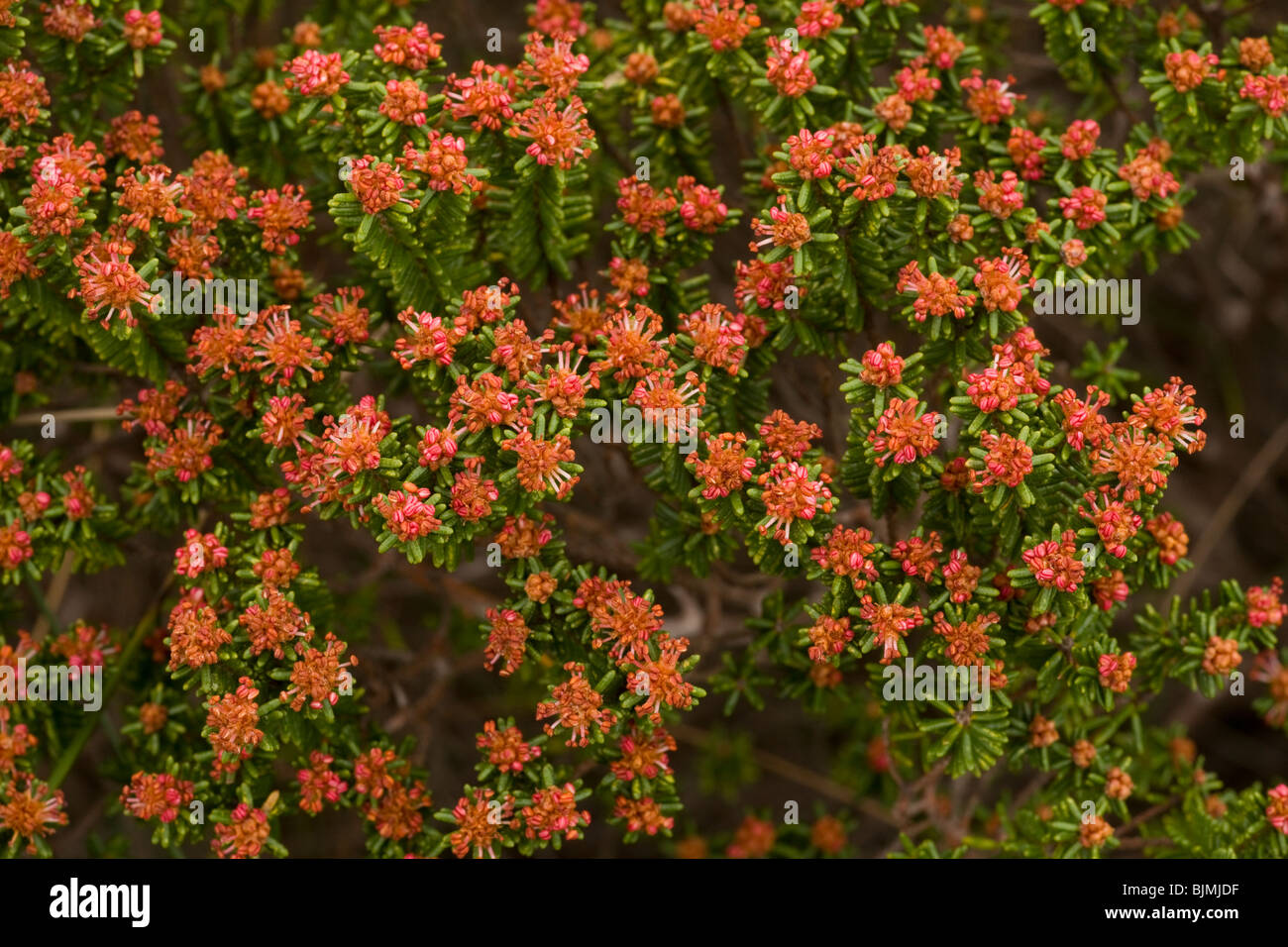 Portuguese Crowberry, or Camarina (Corema album) in flower on dunes ...