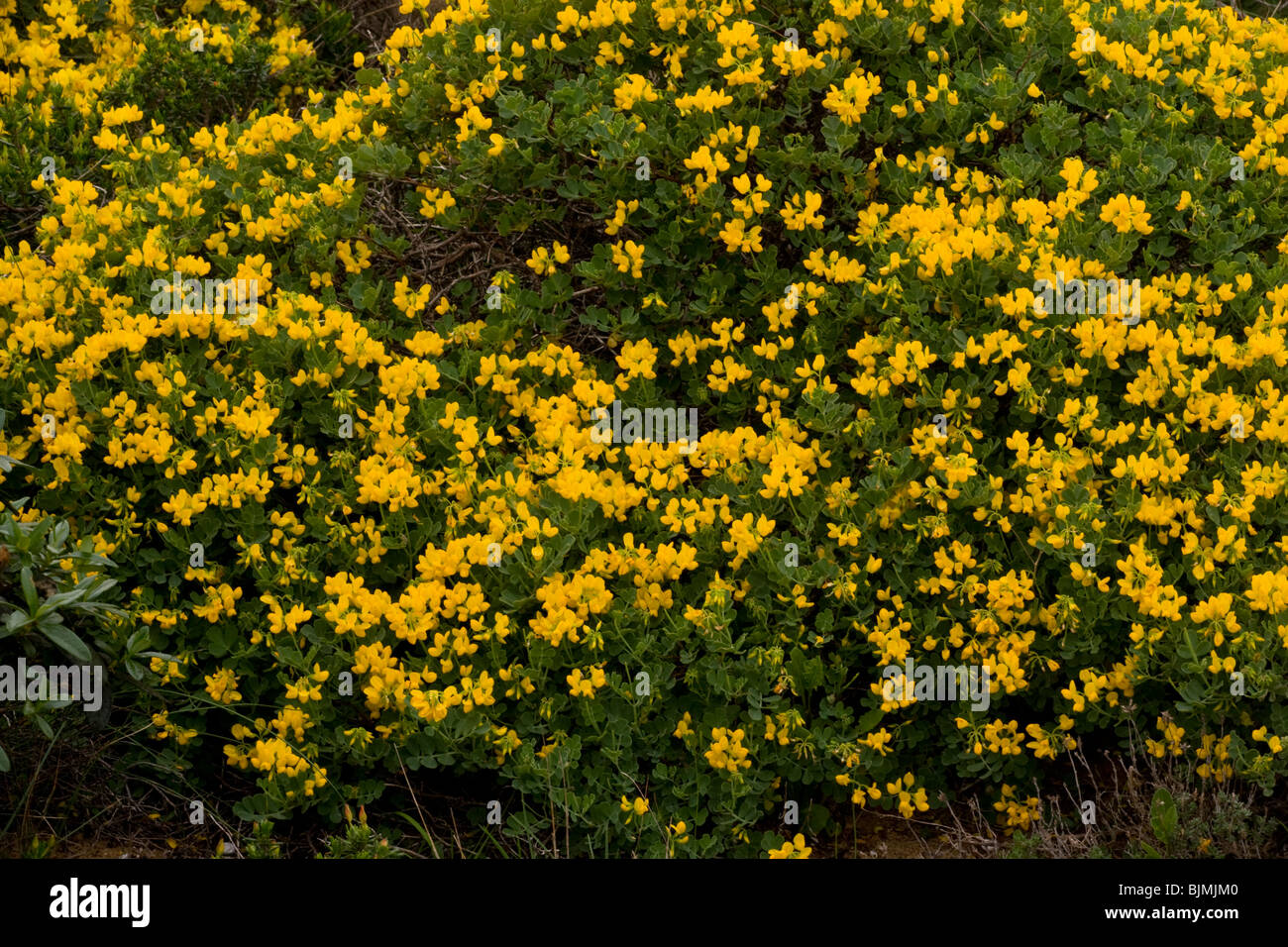 Glaucous Bloom High Resolution Stock Photography and Images - Alamy