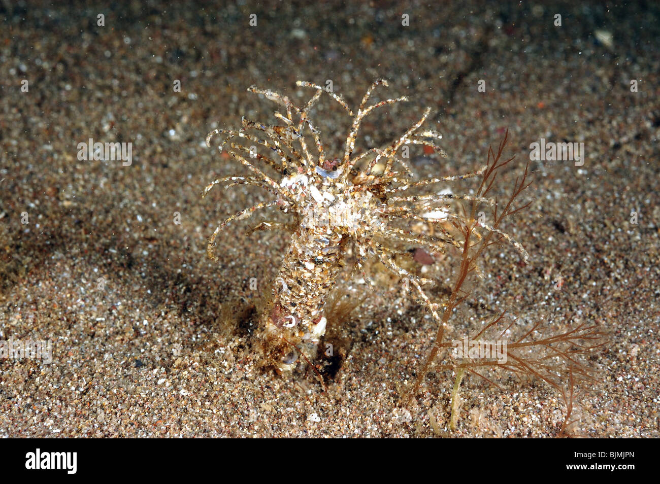 Sand mason worms lanice conchilega hi-res stock photography and images ...