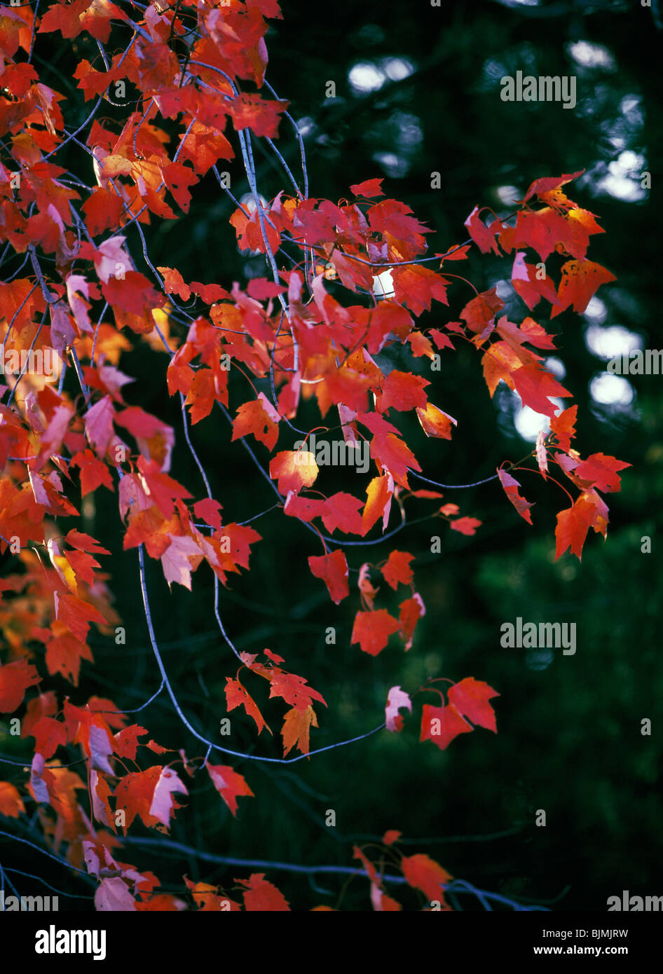Graceful branches of the Red Maple (Acer rubum) with leaves in red ...