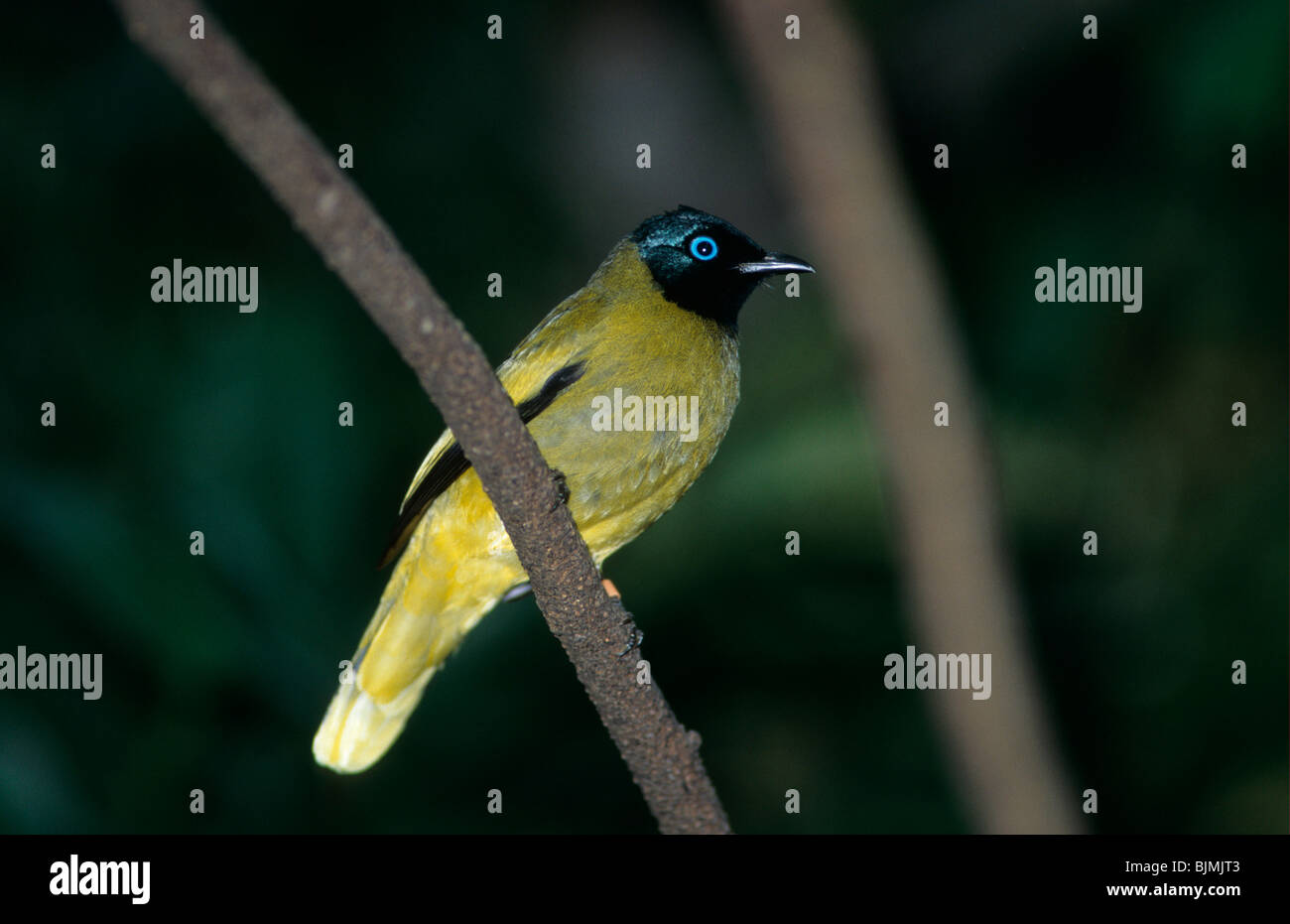 Black-headed Bulbul (Pycnonotus atriceps Stock Photo - Alamy