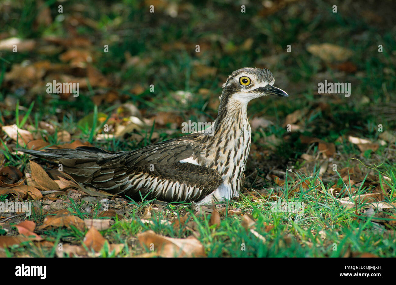 Australian curlew photo hi-res stock photography and images - Alamy