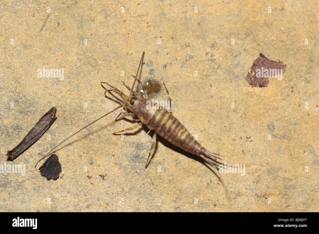 Sea bristletail hi-res stock photography and images - Alamy