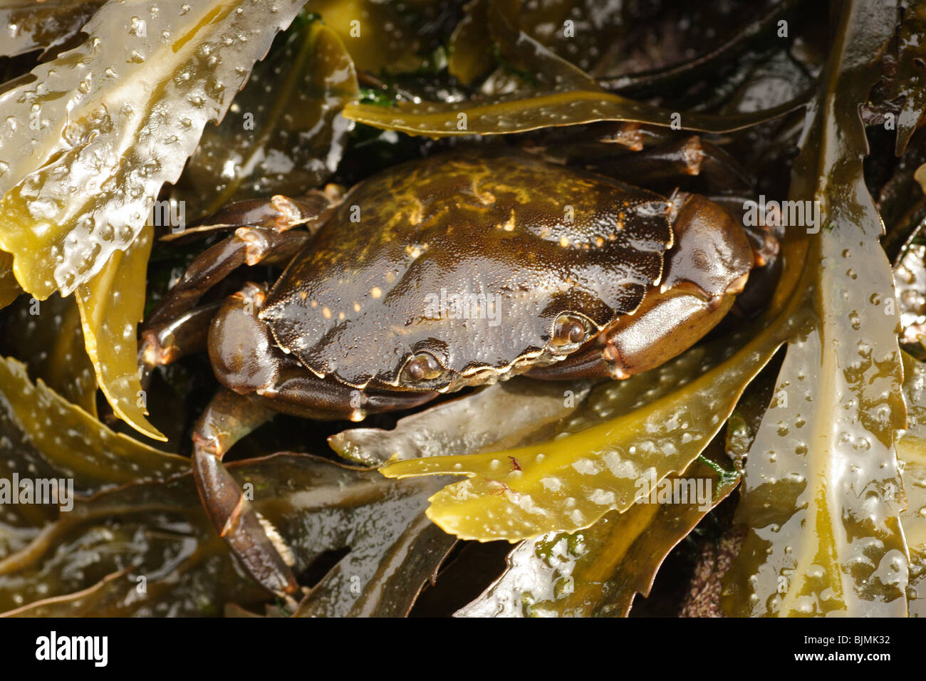 Shore crab, Carcinus maenas Stock Photo - Alamy