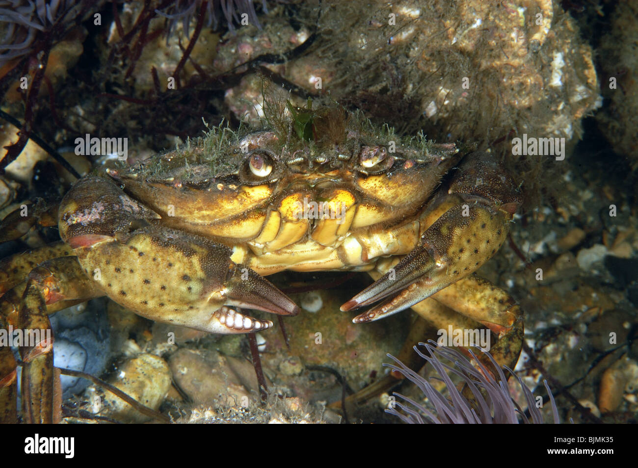 Shore crab, Carcinus maenas. Mixed shingle rocky seabed. Fleet Dorset ...
