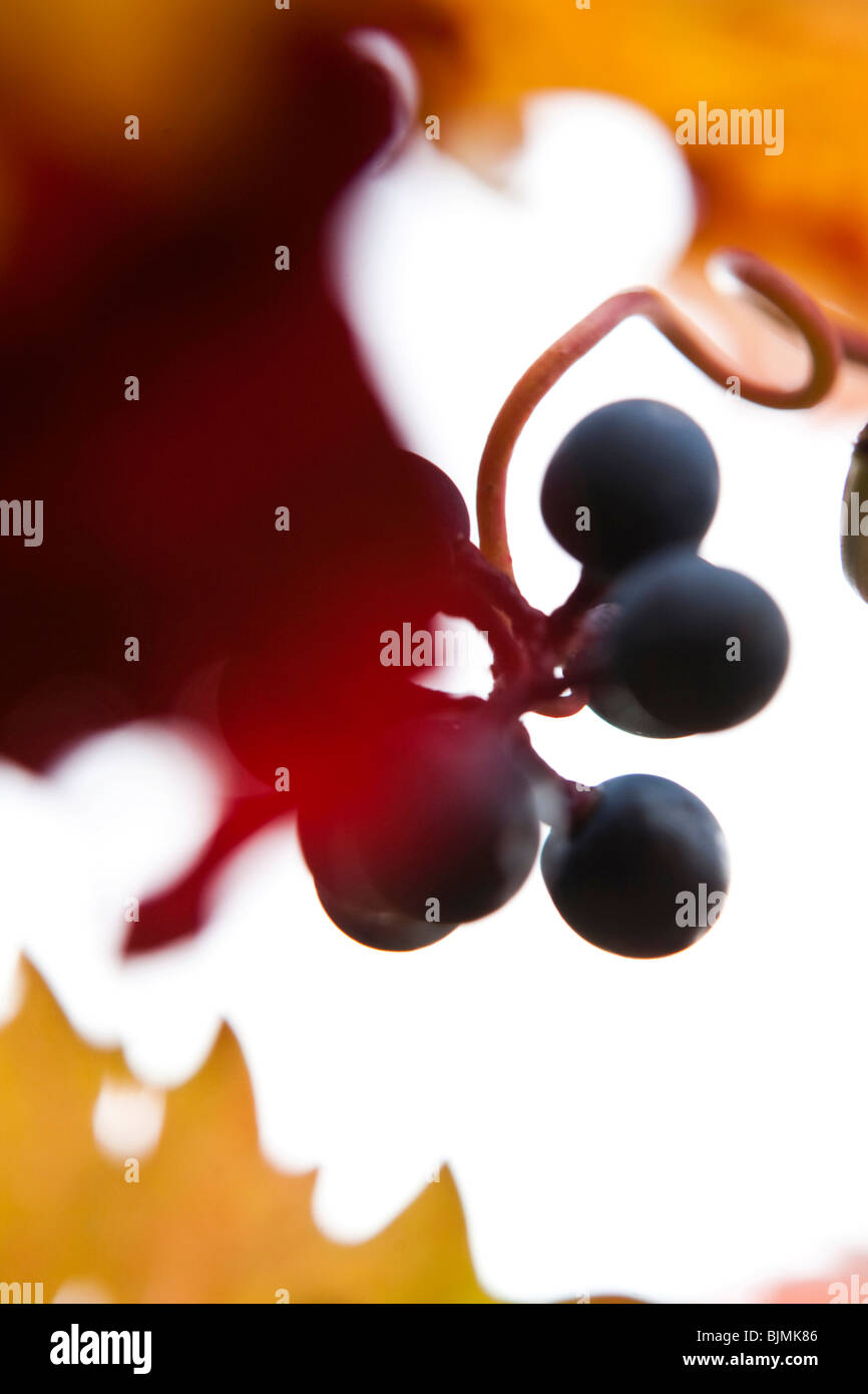 Der fall frucht hi-res stock photography and images - Alamy