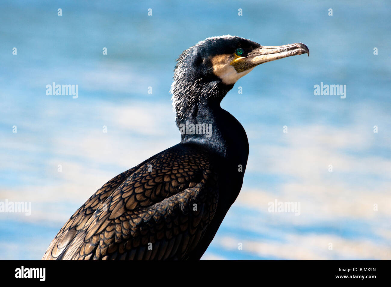 A Great Cormorant in breeding plumage perched on the edge of Bristol ...