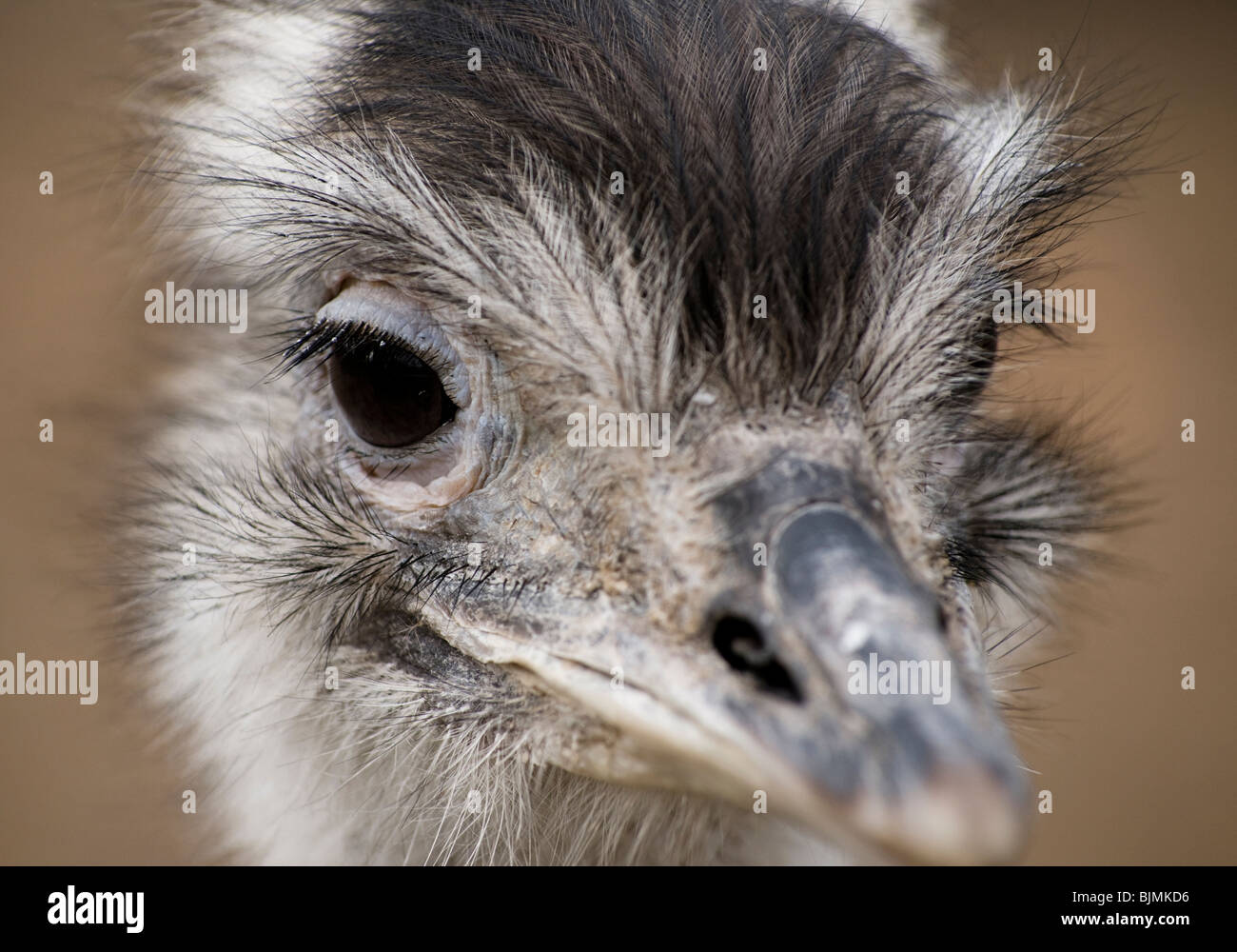 Rhea Flightless Bird High Resolution Stock Photography and Images - Alamy