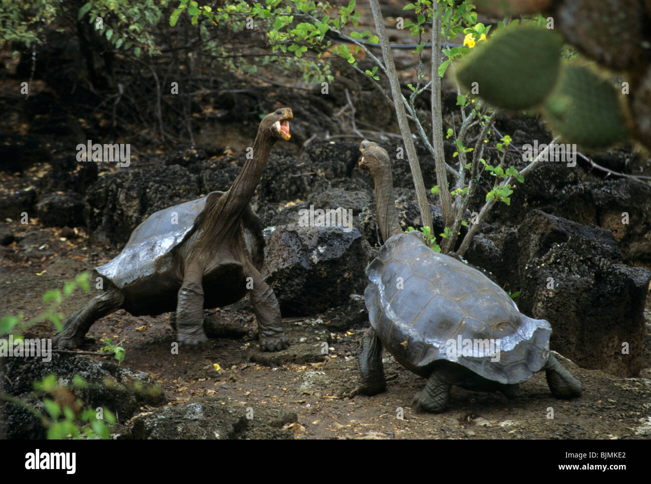 Galapagos Giant Tortoise (Geochelone elephantopus), two fighting Stock ...