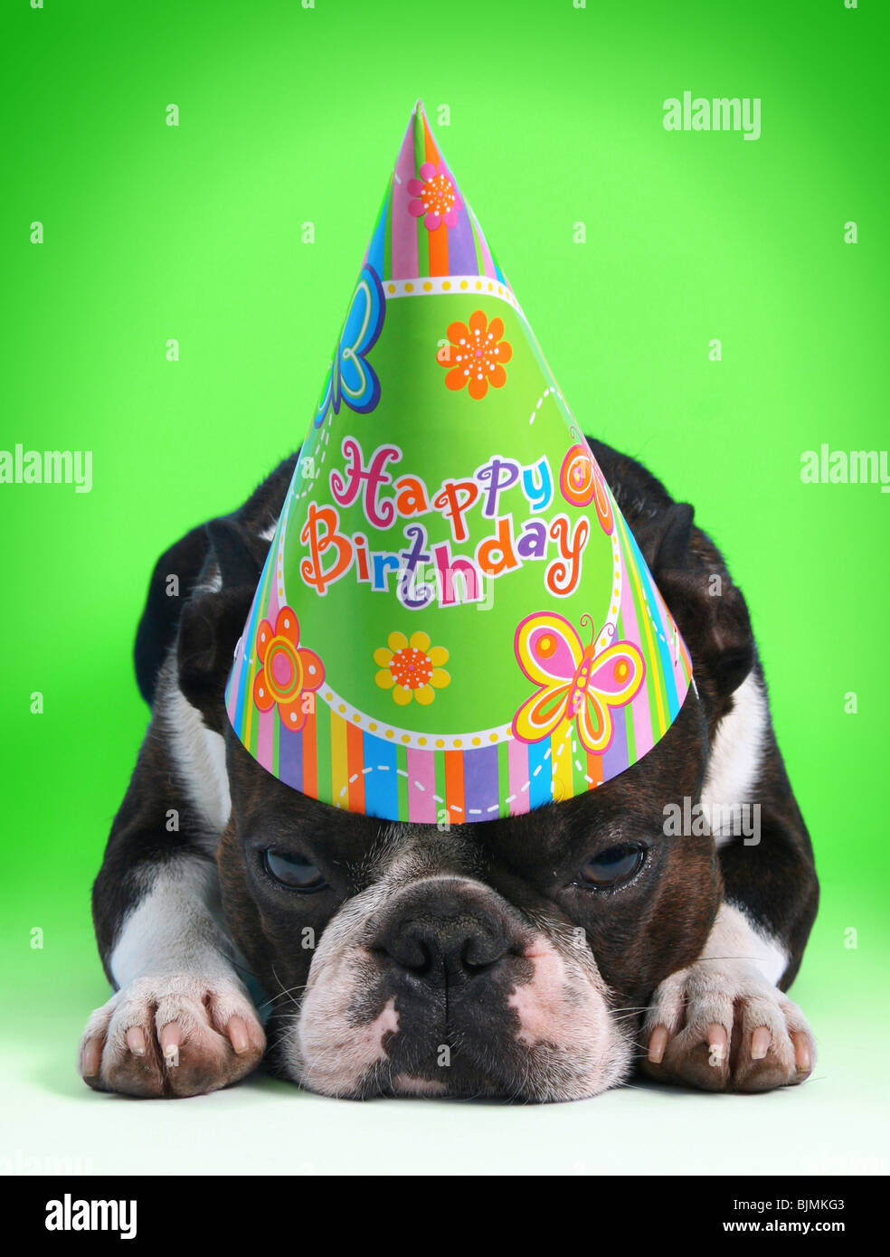 Birthday pug hi-res stock photography and images - Alamy