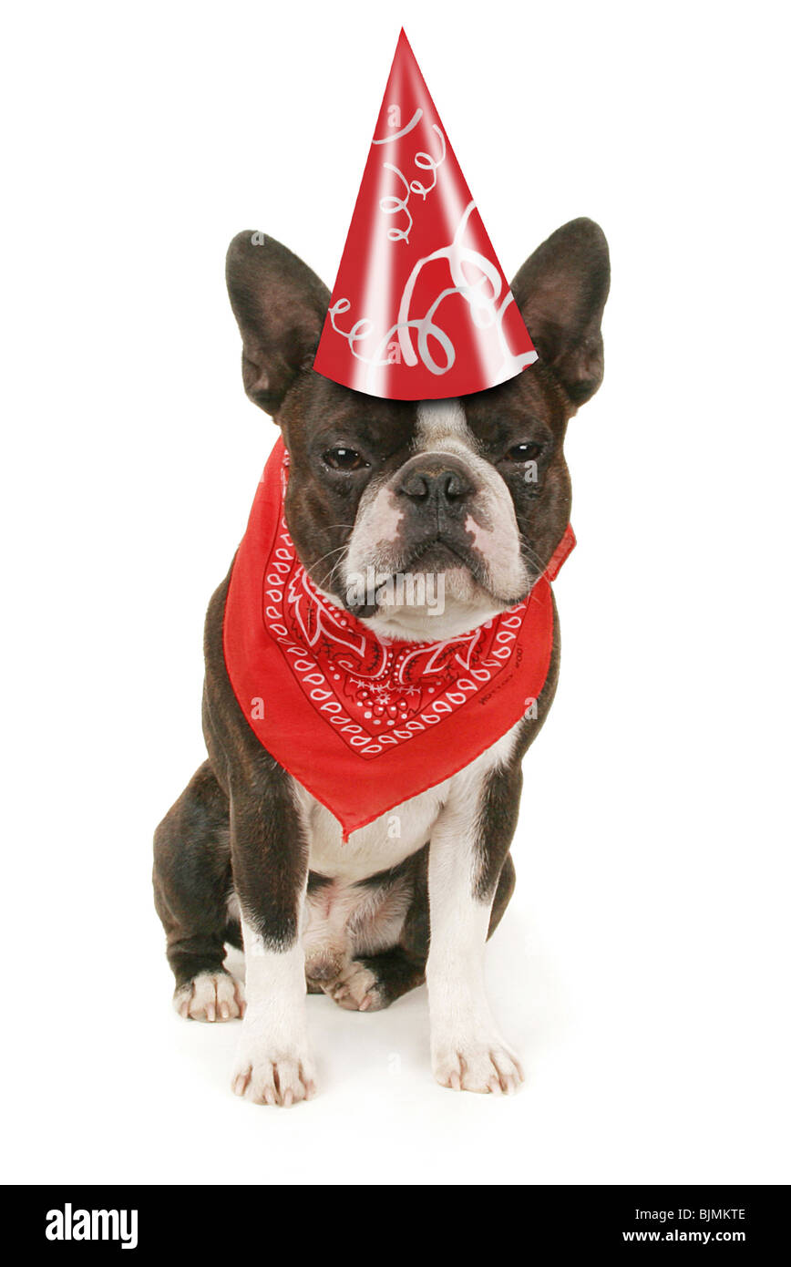 a boston terrier dressed up for a party Stock Photo - Alamy