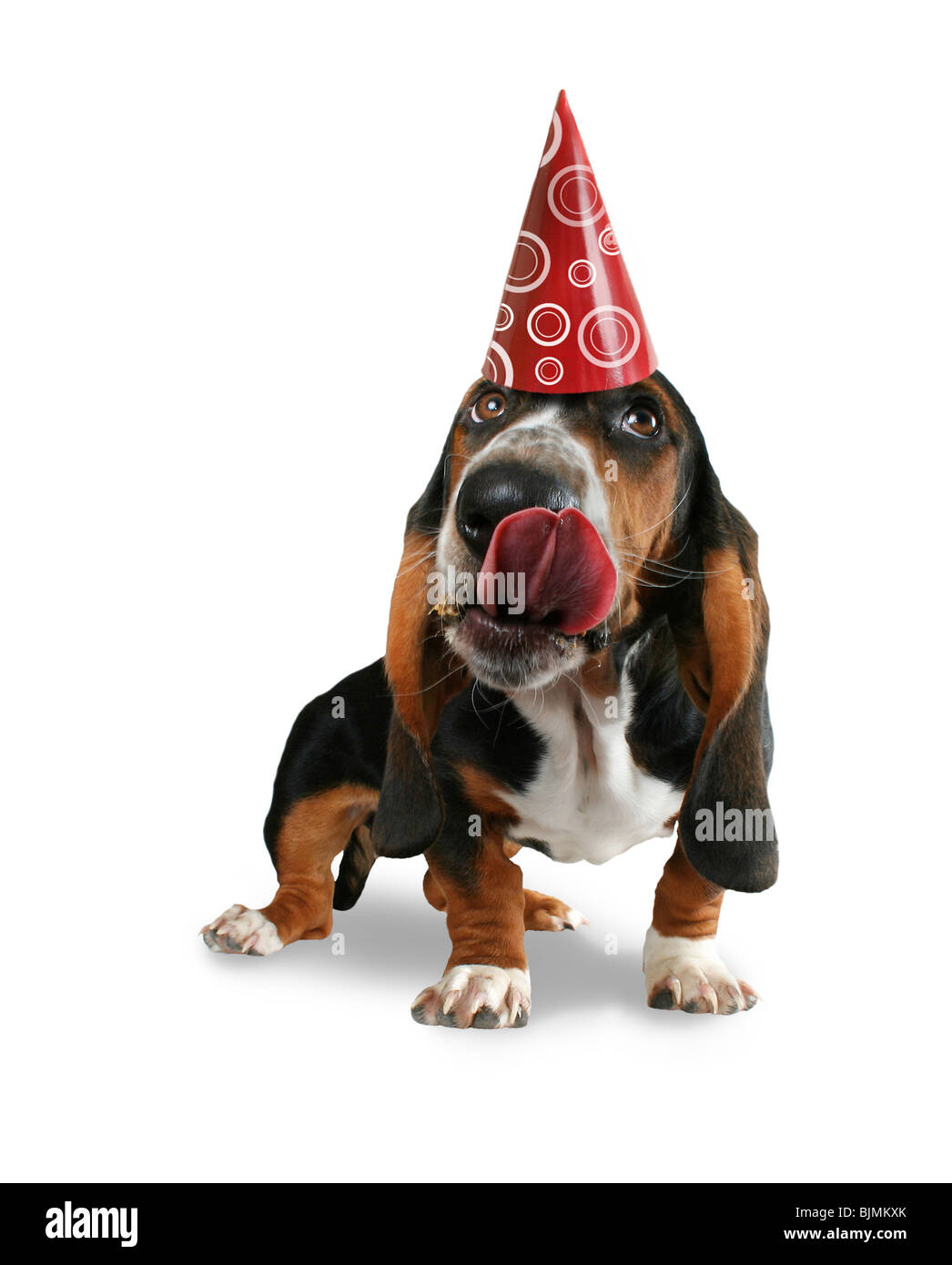 a basset hound licking his big snout Stock Photo - Alamy