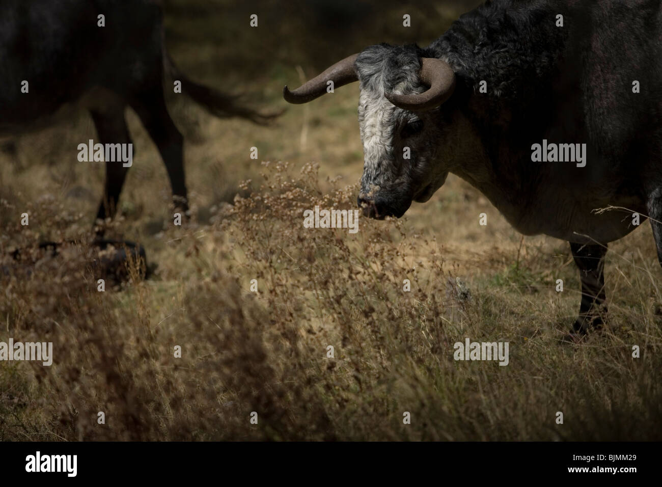 A fighting bull walks in the field on Piedras Negras ranch in Tlaxcala ...