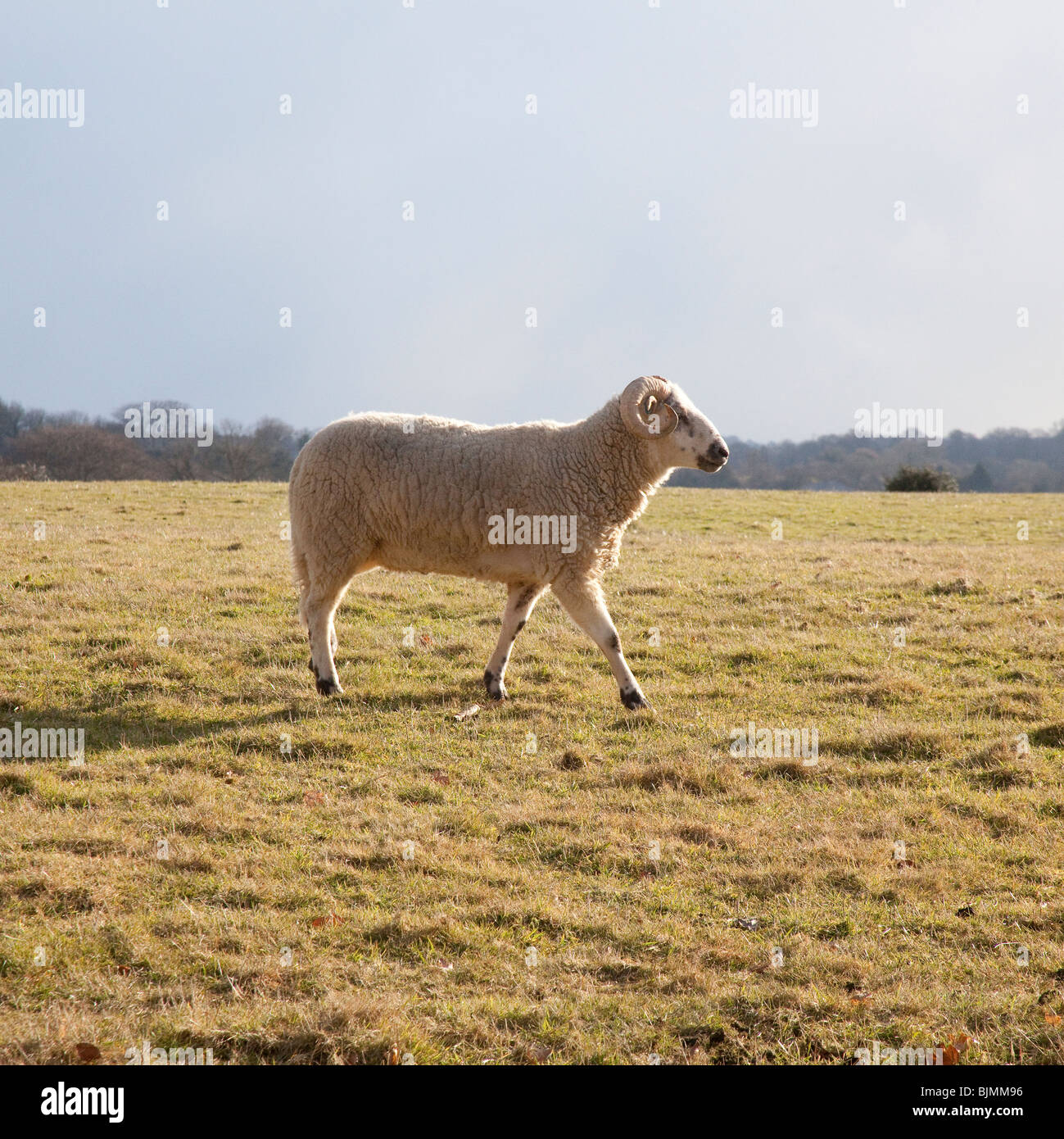 A male ram sheep, Hampshire, England Stock Photo - Alamy