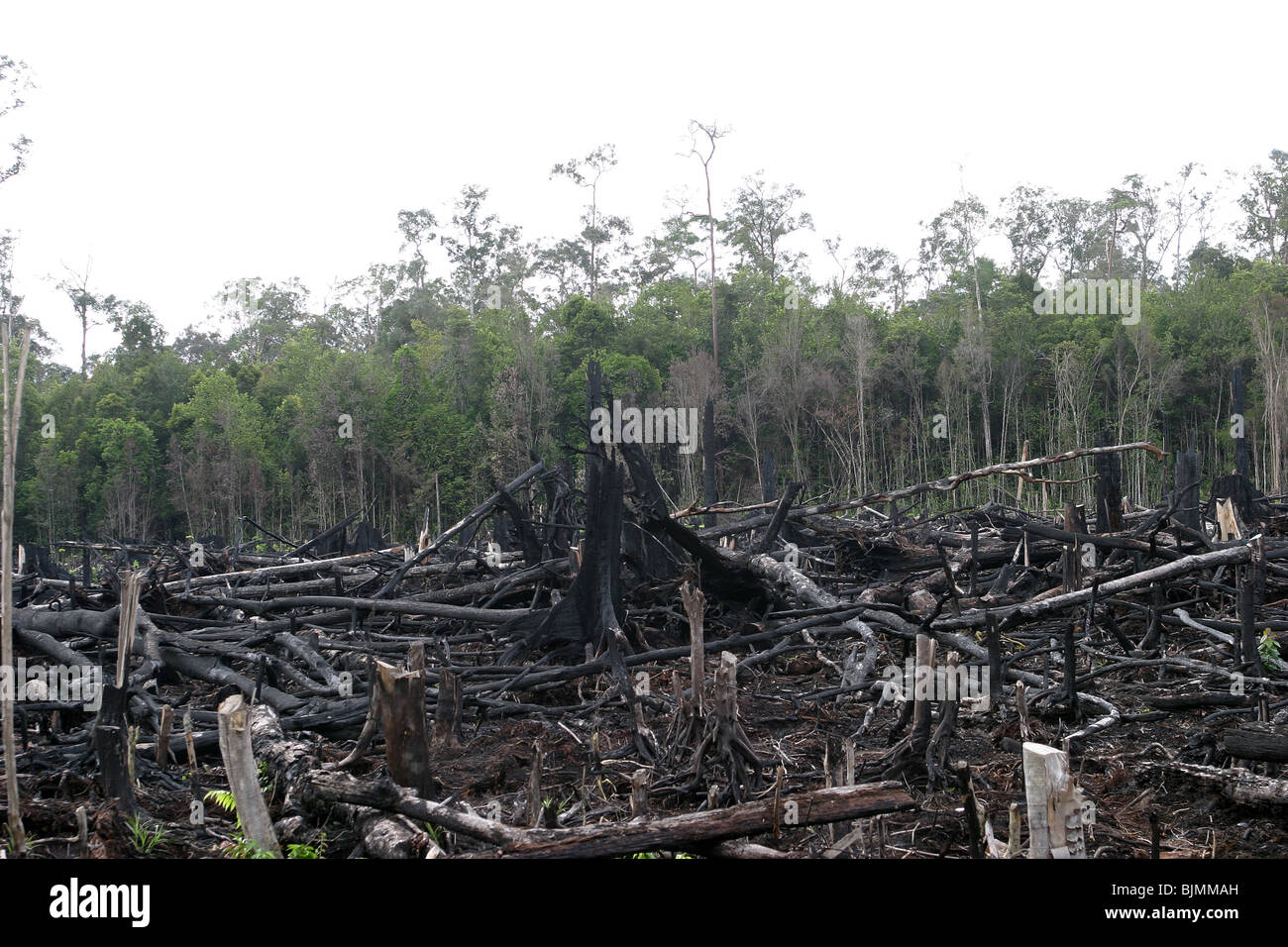 Illegal logging indonesia hi-res stock photography and images - Alamy