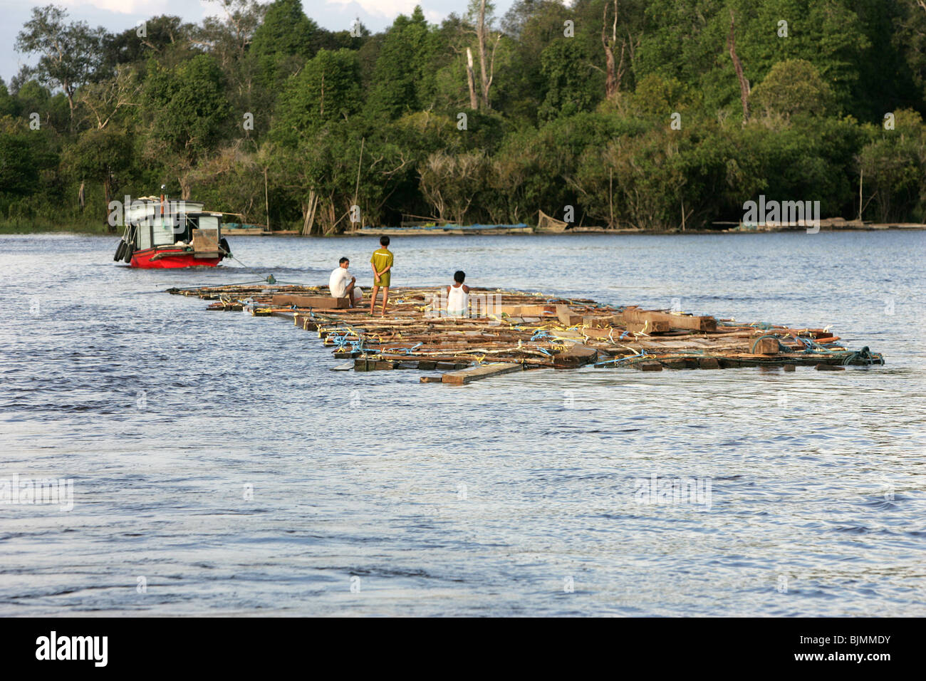 The illegal logging trade in Indonesian Borneo Stock Photo - Alamy