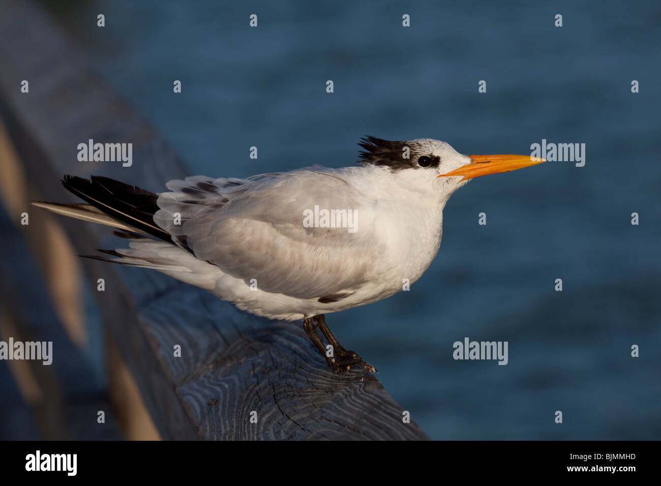 Royal tern - Thalasseus maximus or Sterna maxima Stock Photo - Alamy